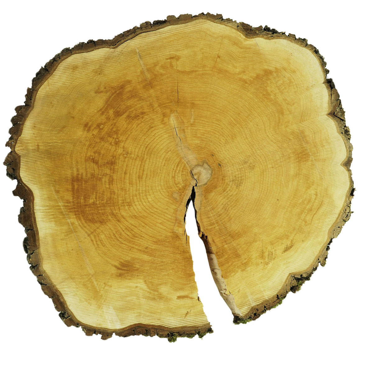 Baumscheibe in Birnbaum (65cm x 59cm x 8,5cm) – Baumscheibe.com