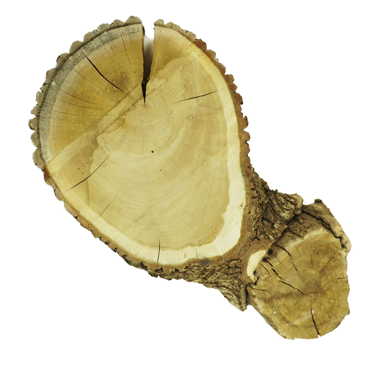 Baumscheibe in Eiche (80cm x 42cm x 8,5cm) – Baumscheibe.com