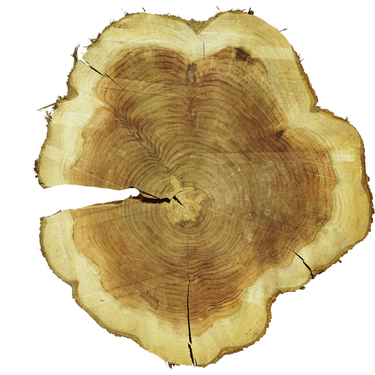 Baumscheibe in Mammutbaum (79cm x 74cm x 11cm) – Baumscheibe.com