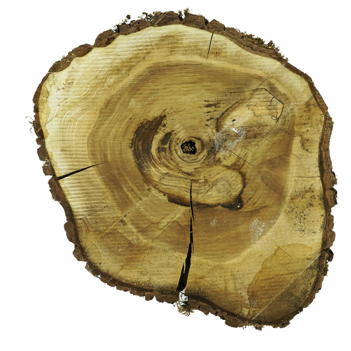 Baumscheibe in Nussbaum (71cm x 60cm x 8,5cm) – Baumscheibe.com