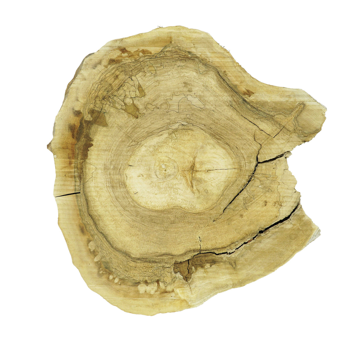 Baumscheibe in Nussbaum (60cm x 60cm x 11cm) – Baumscheibe.com