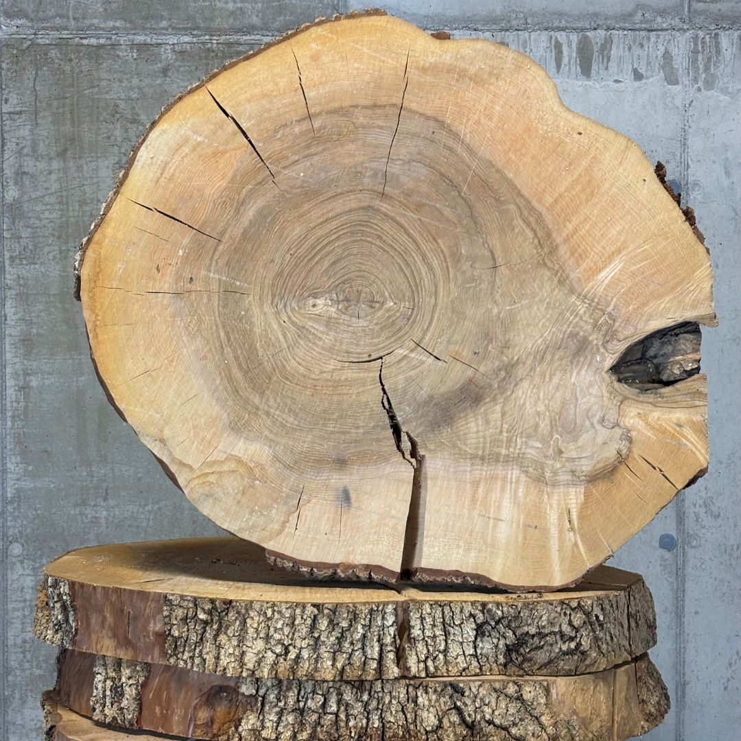 XXL-Baumscheibe in Esche (ca. 130-120 x 105-100 x 11cm) – Baumscheibe.com