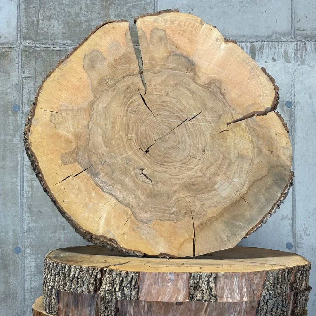 XXL-Baumscheibe in Esche (ca. 135 x 125-105 x 11cm) – Baumscheibe.com