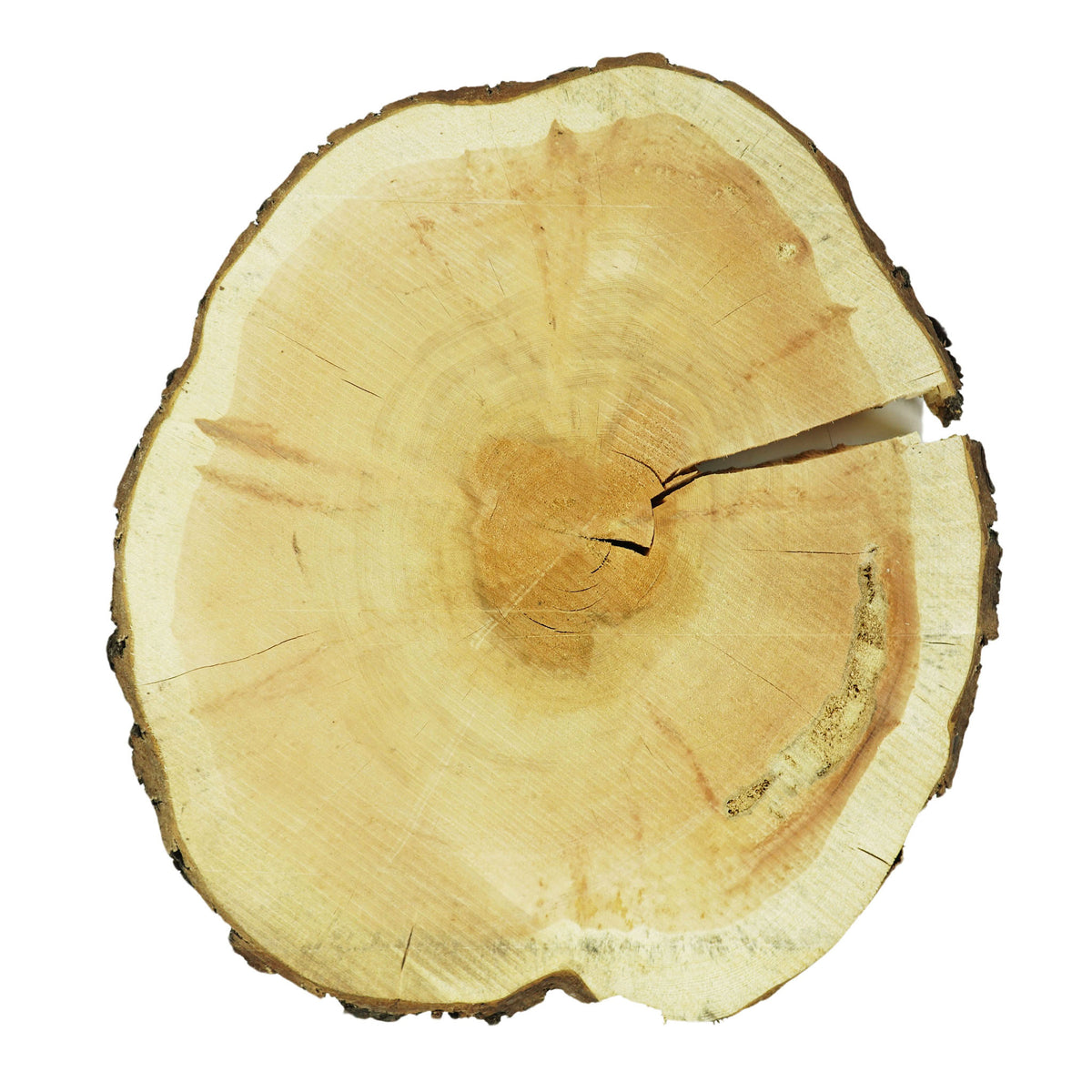 Baumscheibe in Zirbe (70cm x 62cm x 8,5cm) – Baumscheibe.com