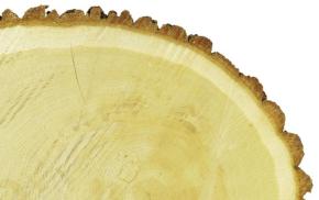 Baumscheibe Eiche – Baumscheibe.com