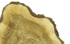 Baumscheibe Nussbaum – Baumscheibe.com